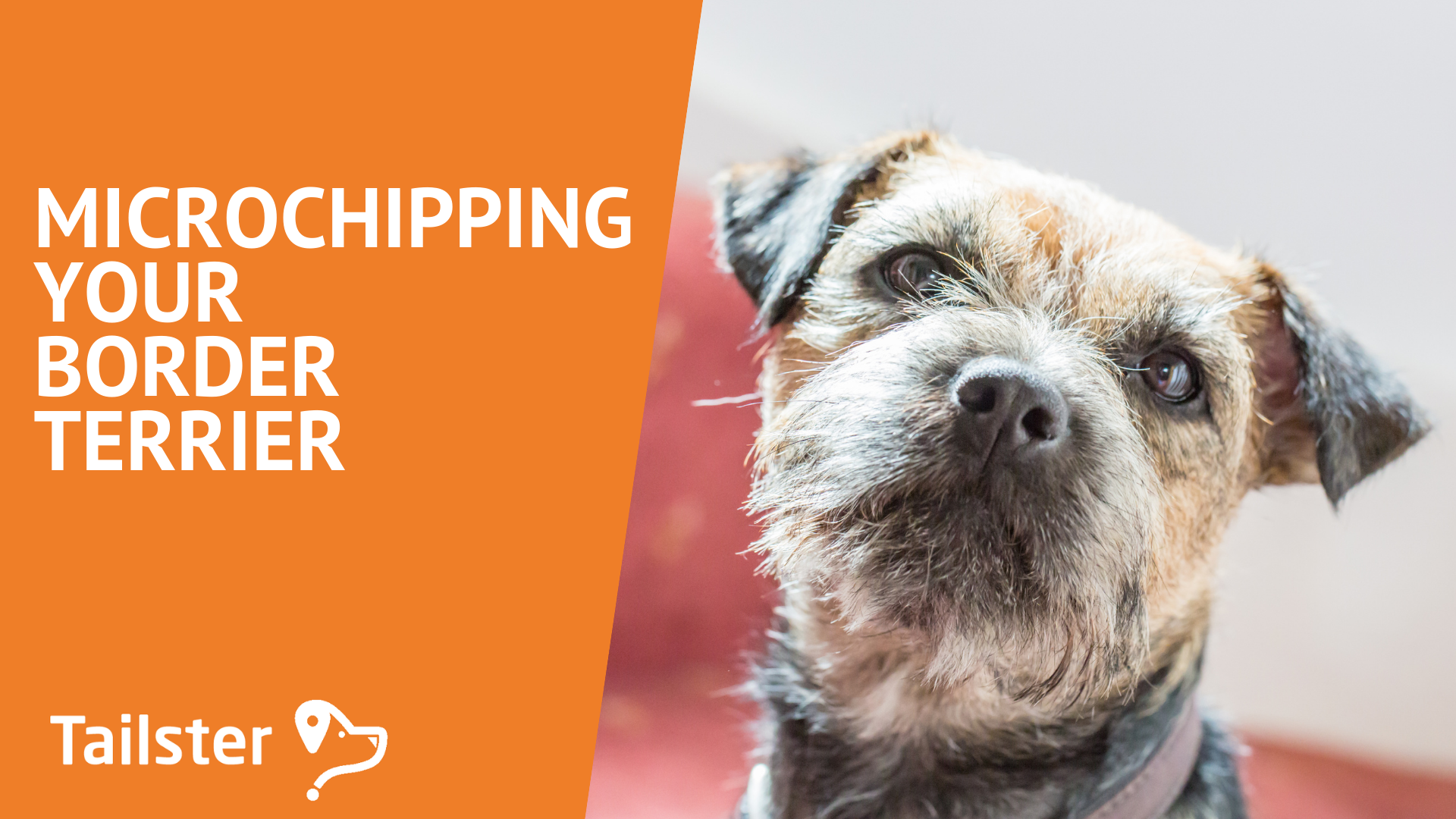 Microchipping And Your Border Terrier - A Guide