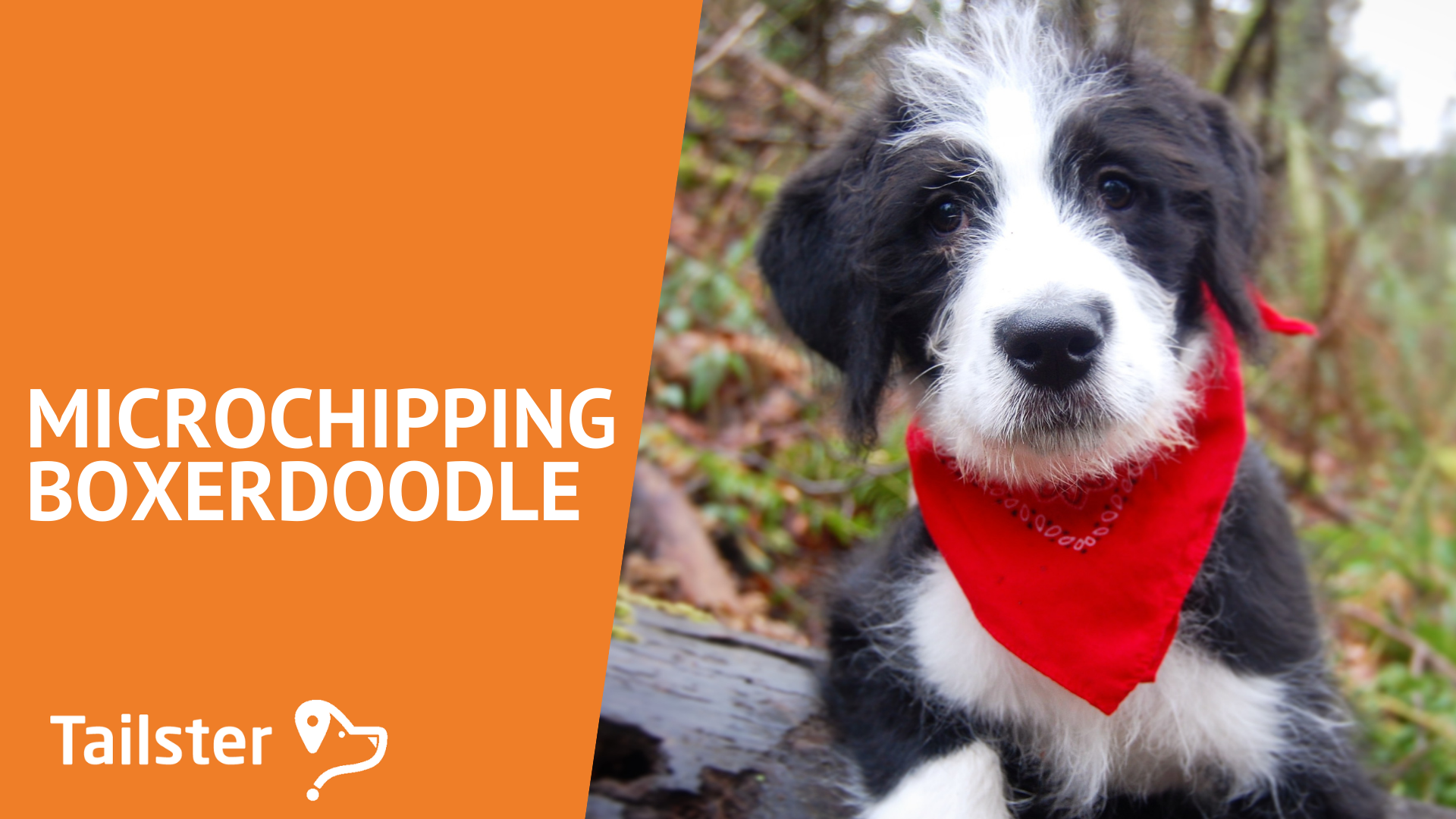 A Guide To Microchips And Your Boxerdoodle