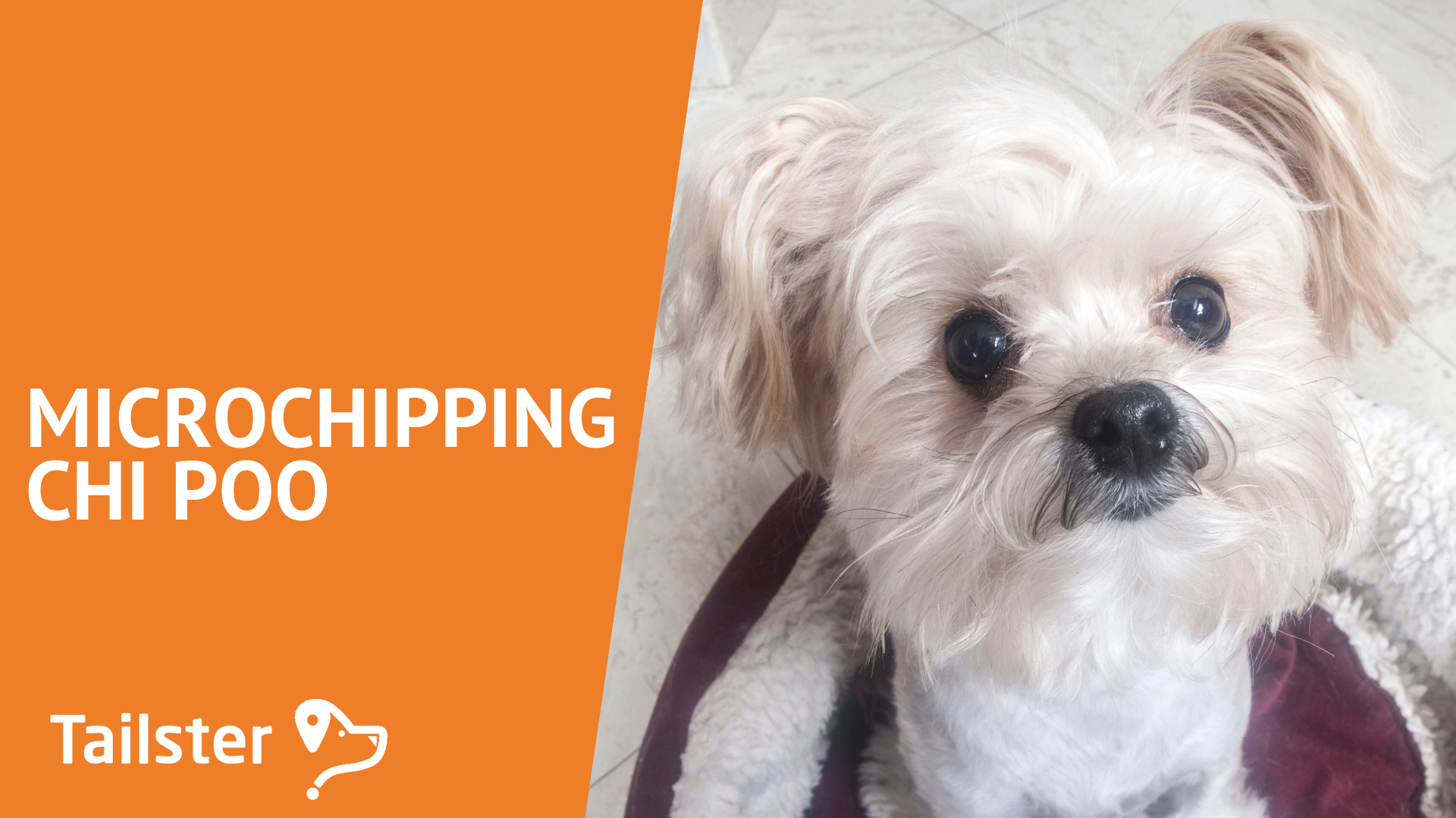 Microchipping Your Chi Poo
