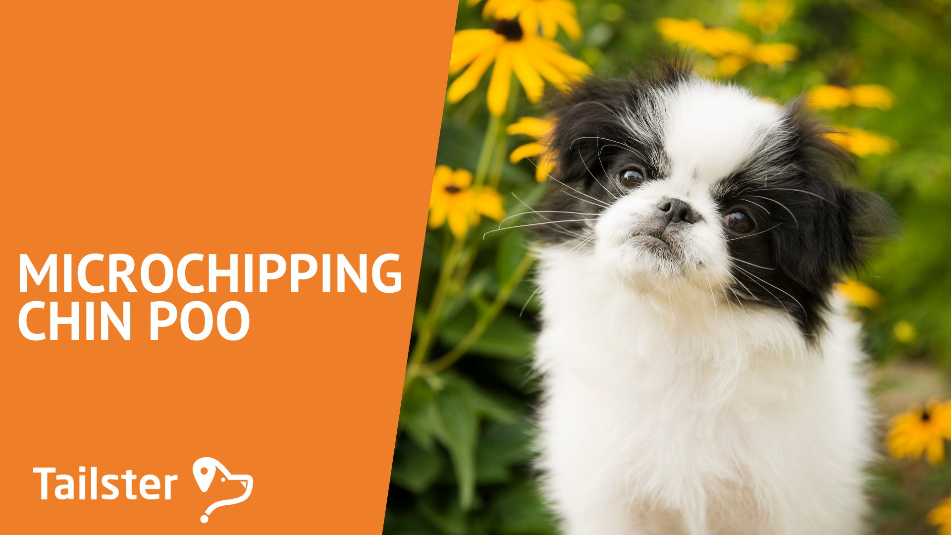 Everything You Need To Know About Microchipping Your Chin Poo