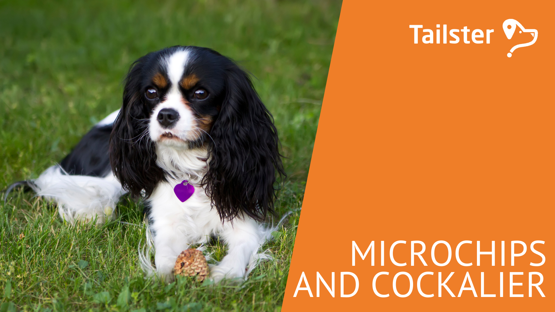 A Guide To Microchips And Your Cockalier