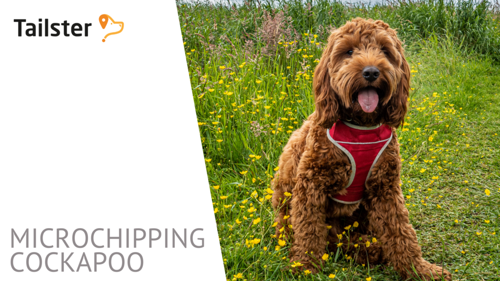 Cockapoo Information