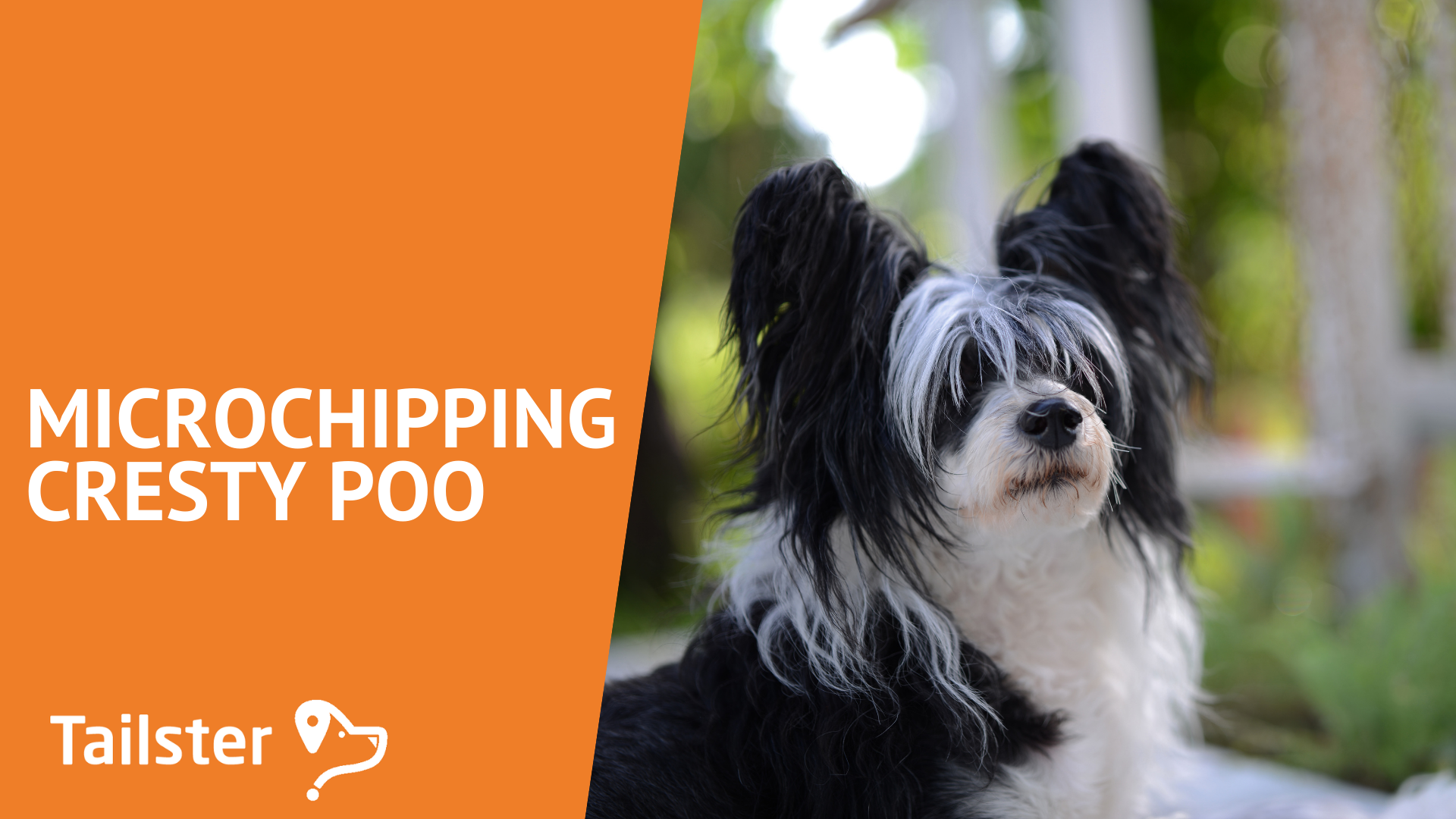 Microchipping And Your Cresty Poo - A Guide