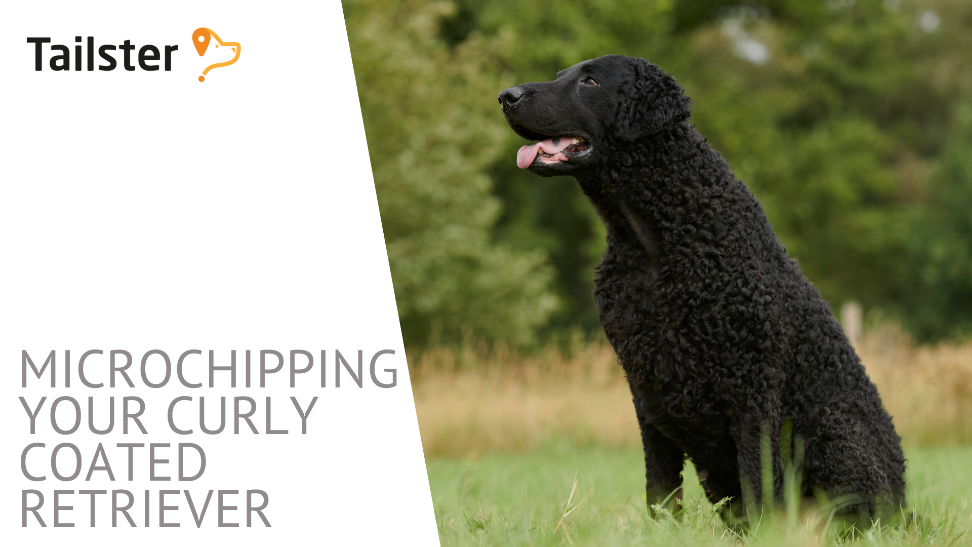 Everything You Need To Know About Microchipping Your Curly Coated Retriever