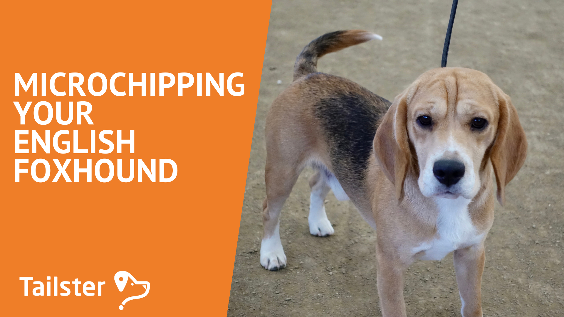 Everything You Need To Know About Microchipping Your English Foxhound
