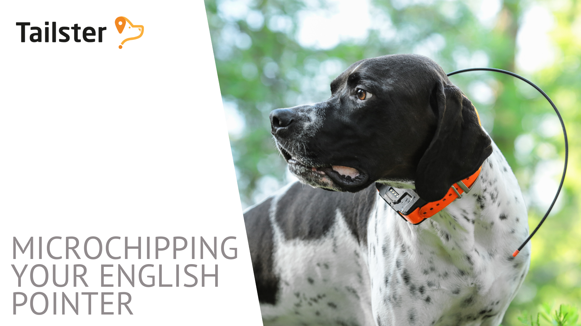 Everything You Need To Know About Microchipping Your English Pointer