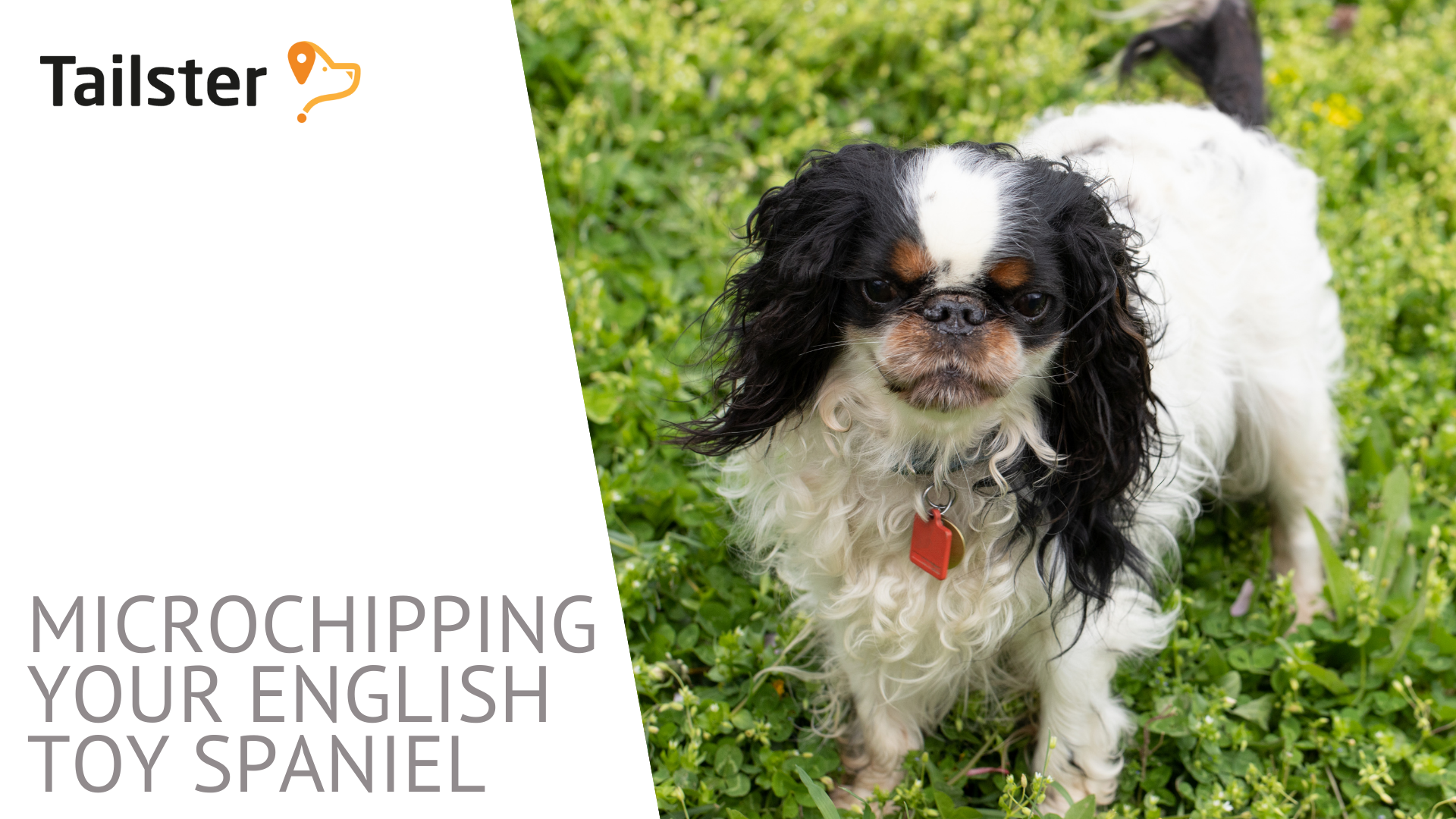 Everything You Need To Know About Microchipping Your English Toy Spaniel