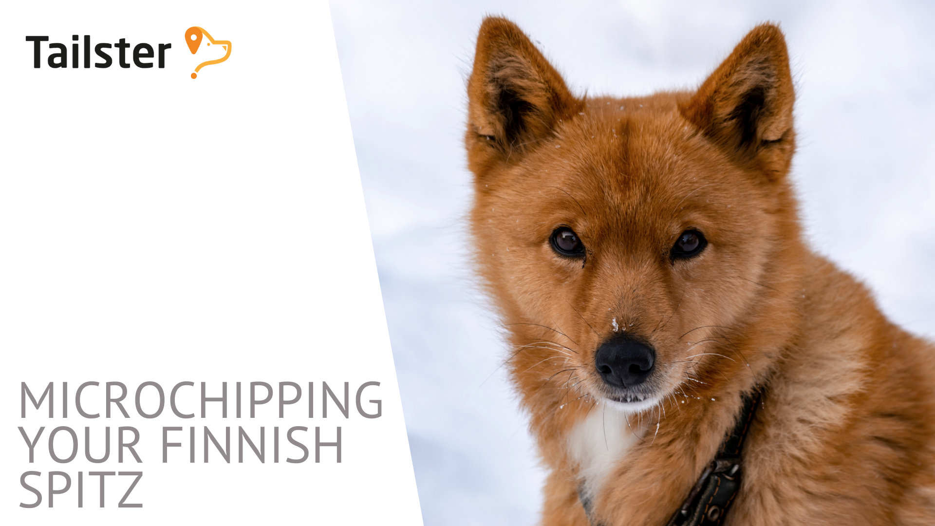 Finnish Spitz