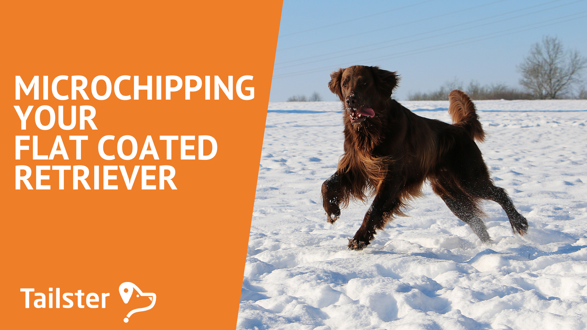 Microchipping And Your Flat Coated Retriever - A Guide