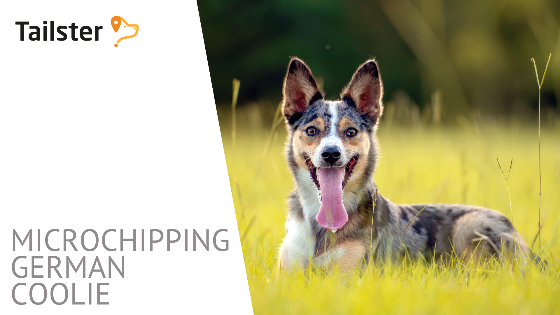 A Guide To Microchips And Your German Coolie