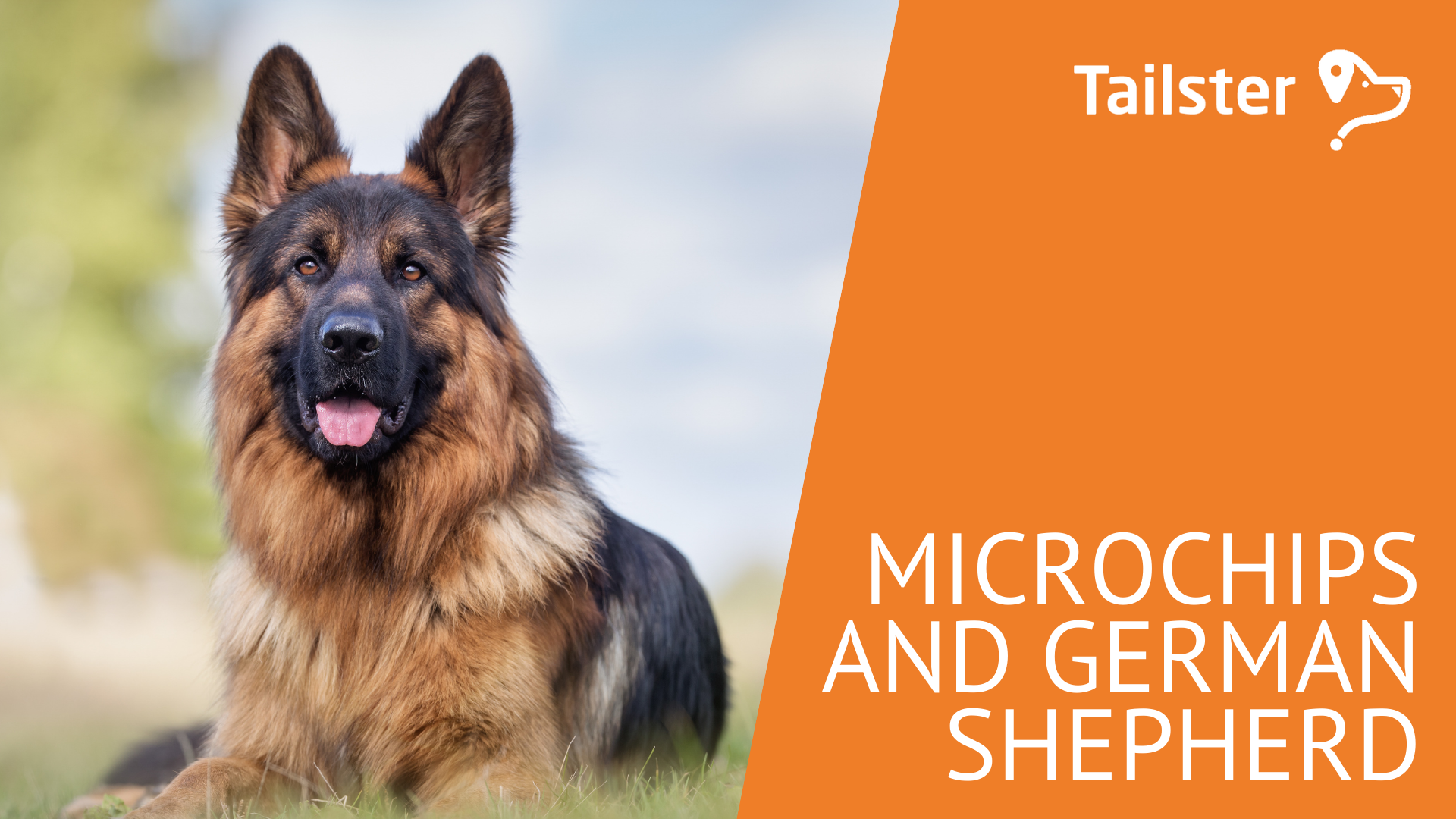 A Guide To Microchips And Your German Shepherd