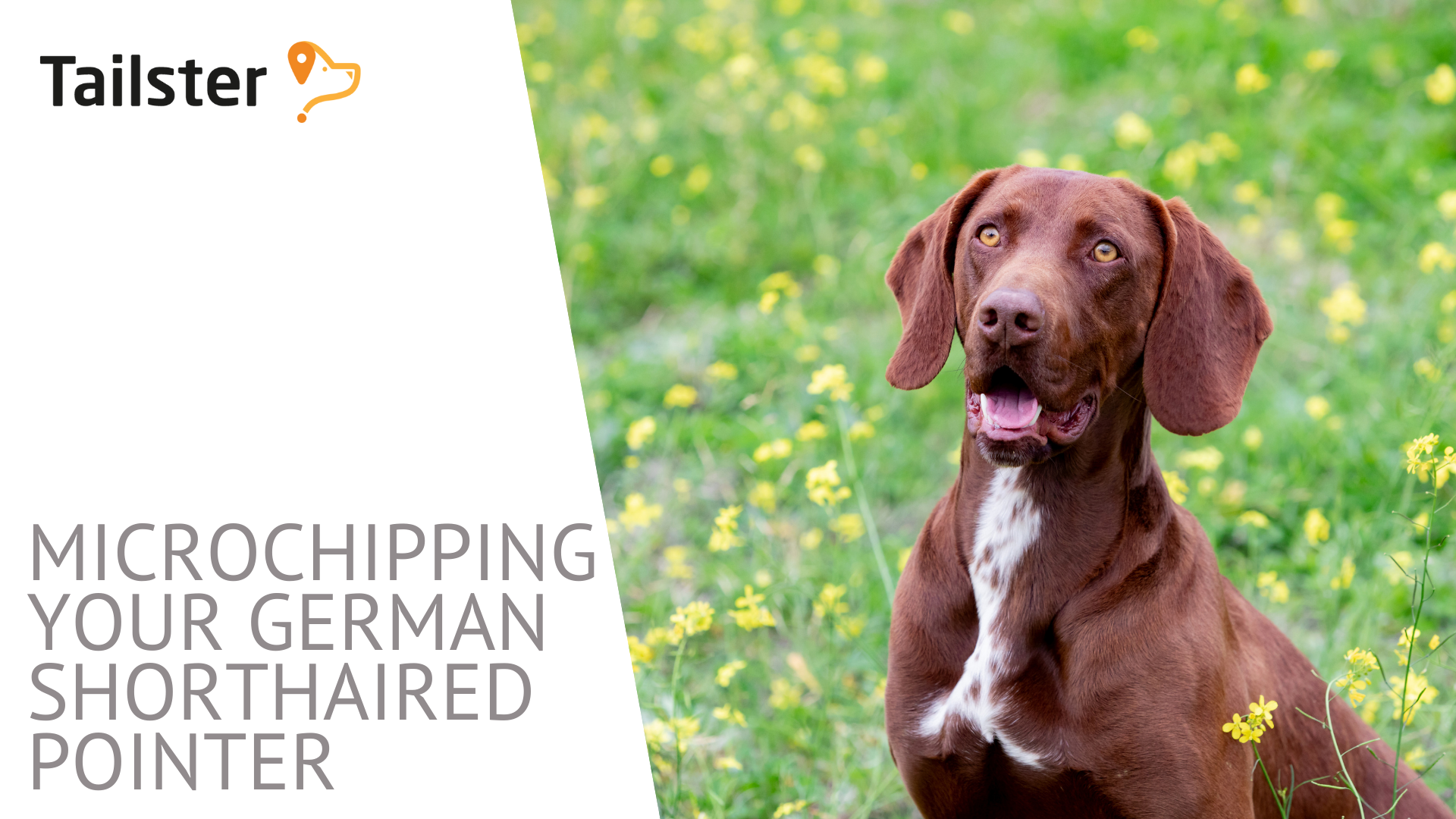 Microchipping And Your German Shorthaired Pointer - A Guide