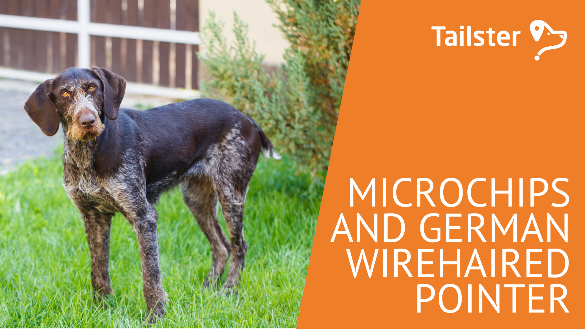 A Guide To Microchips And Your German Wirehaired Pointer