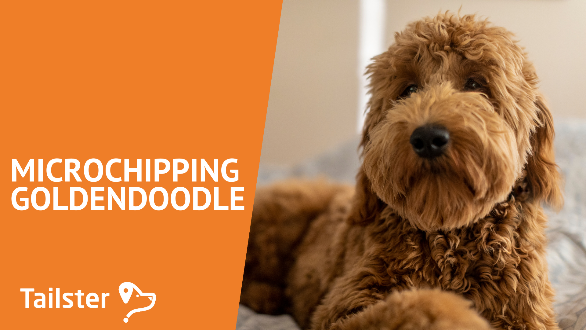 Everything You Need To Know About Microchipping Your Goldendoodle