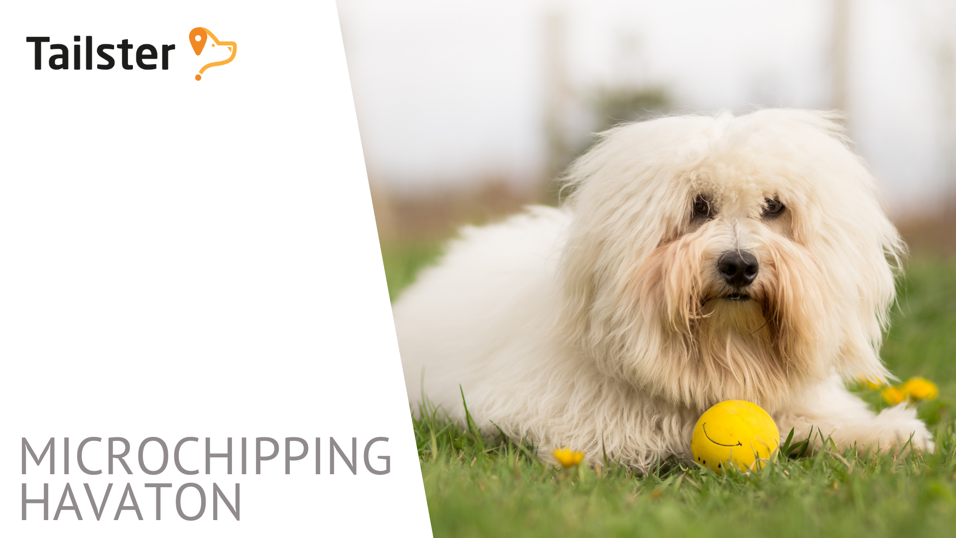Microchipping And Your Havaton - A Guide