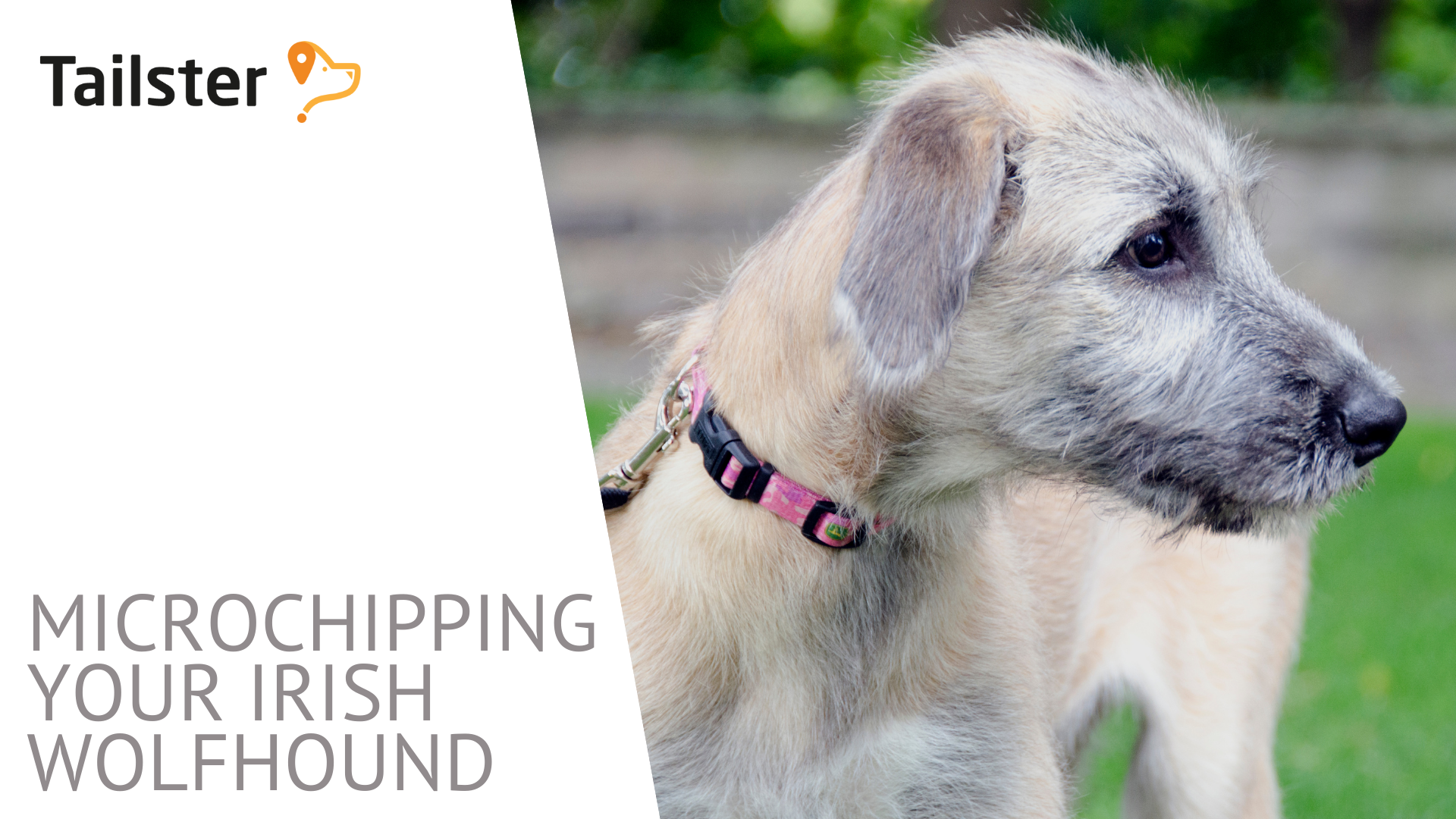 Microchipping And Your Irish Wolfhound - A Guide
