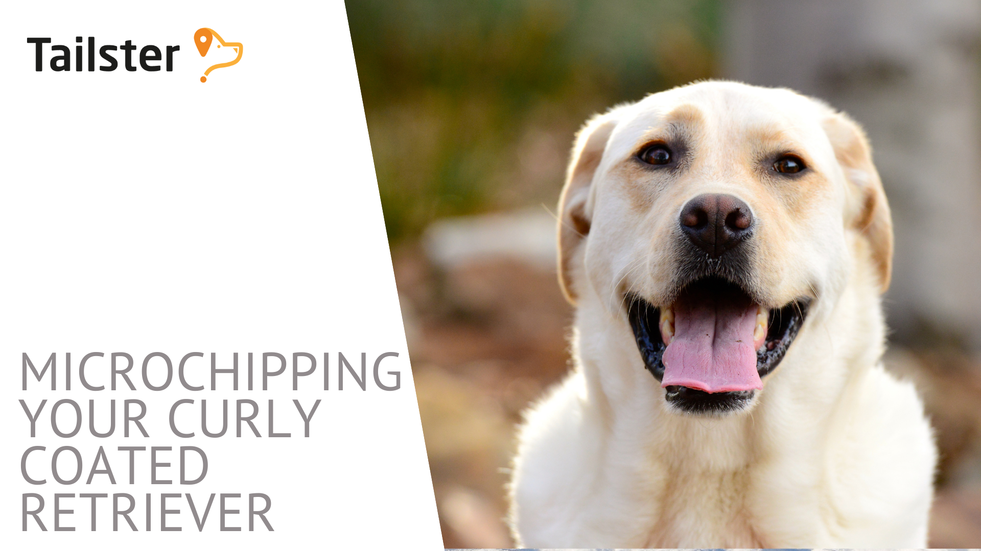 Microchipping Your Labrador Retriever