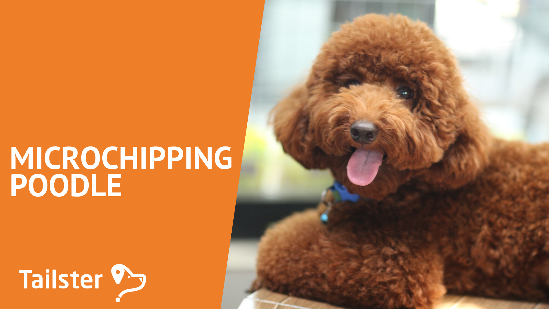 Microchipping And Your Miniature Poodle - A Guide
