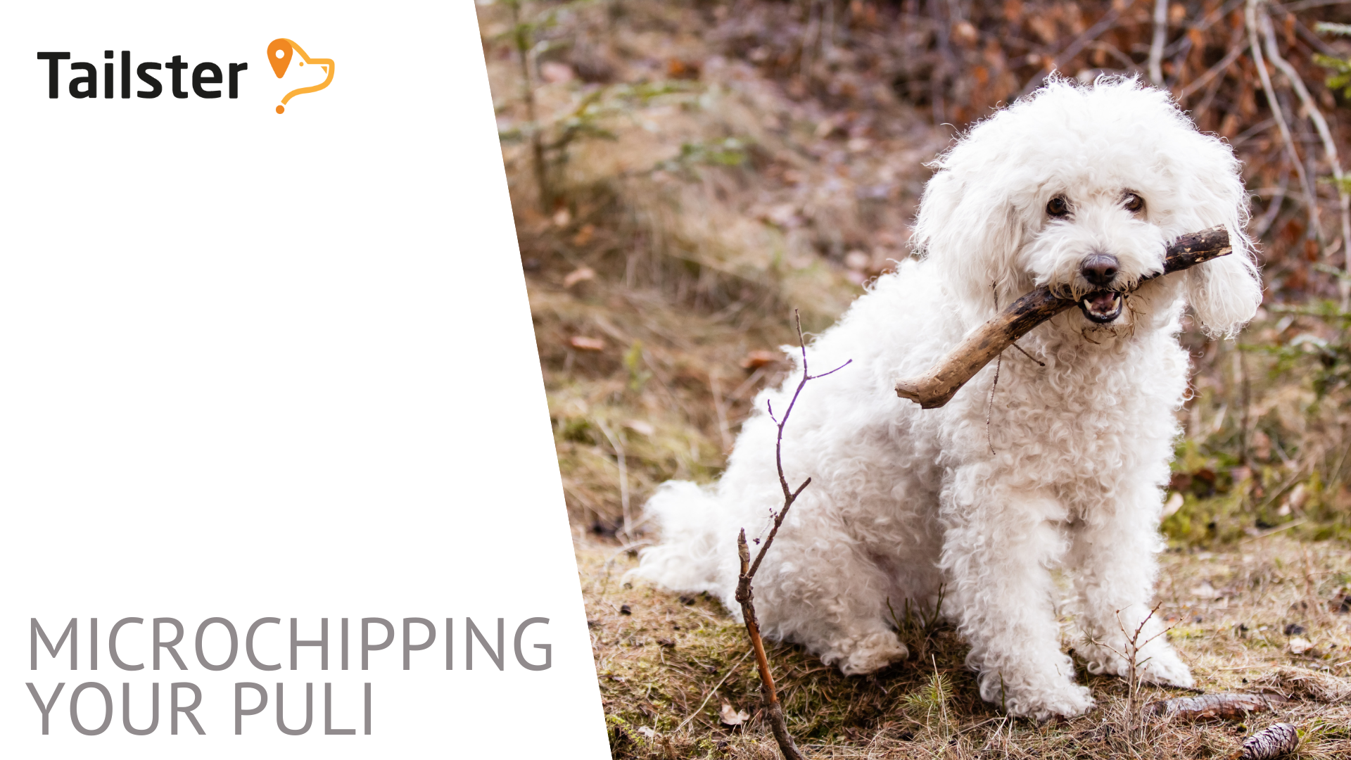 Everything You Need To Know About Microchipping Your Puli