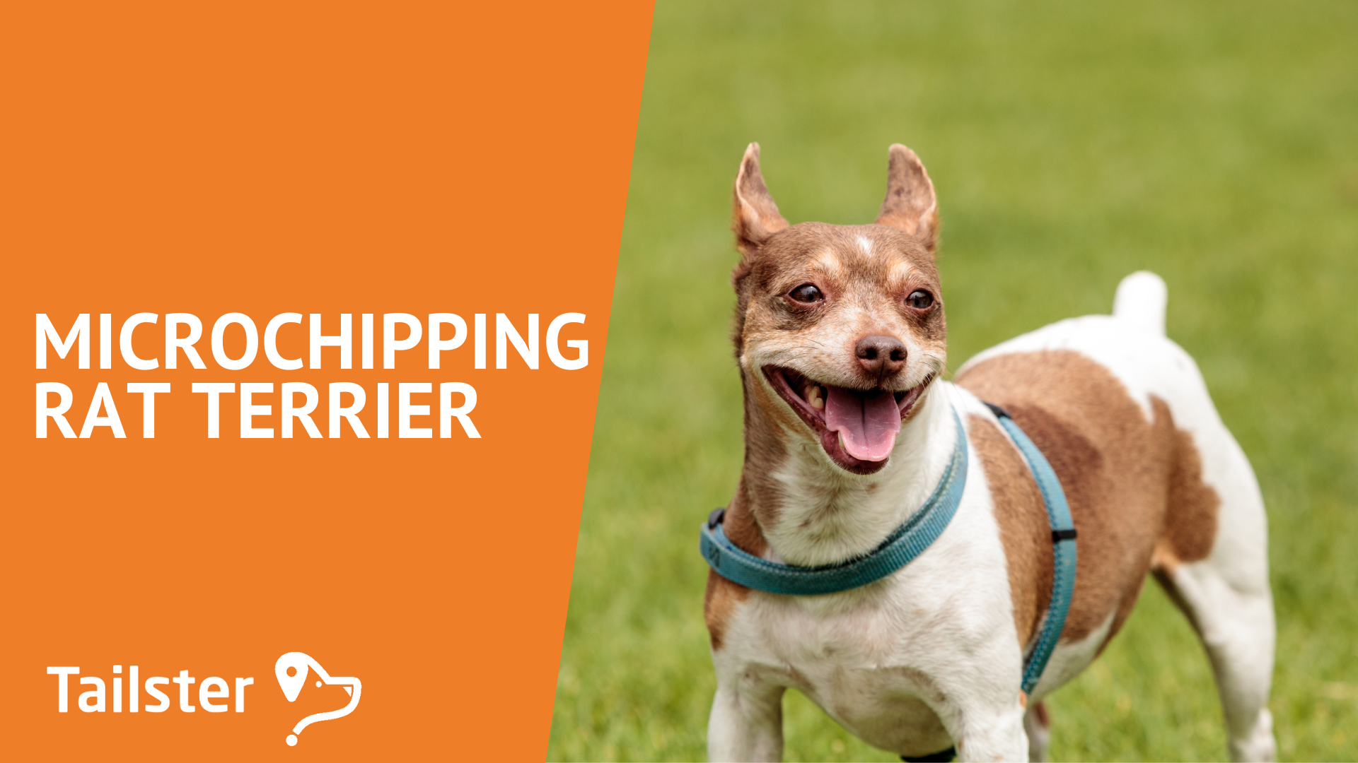 Everything You Need To Know About Microchipping Your Rat Terrier