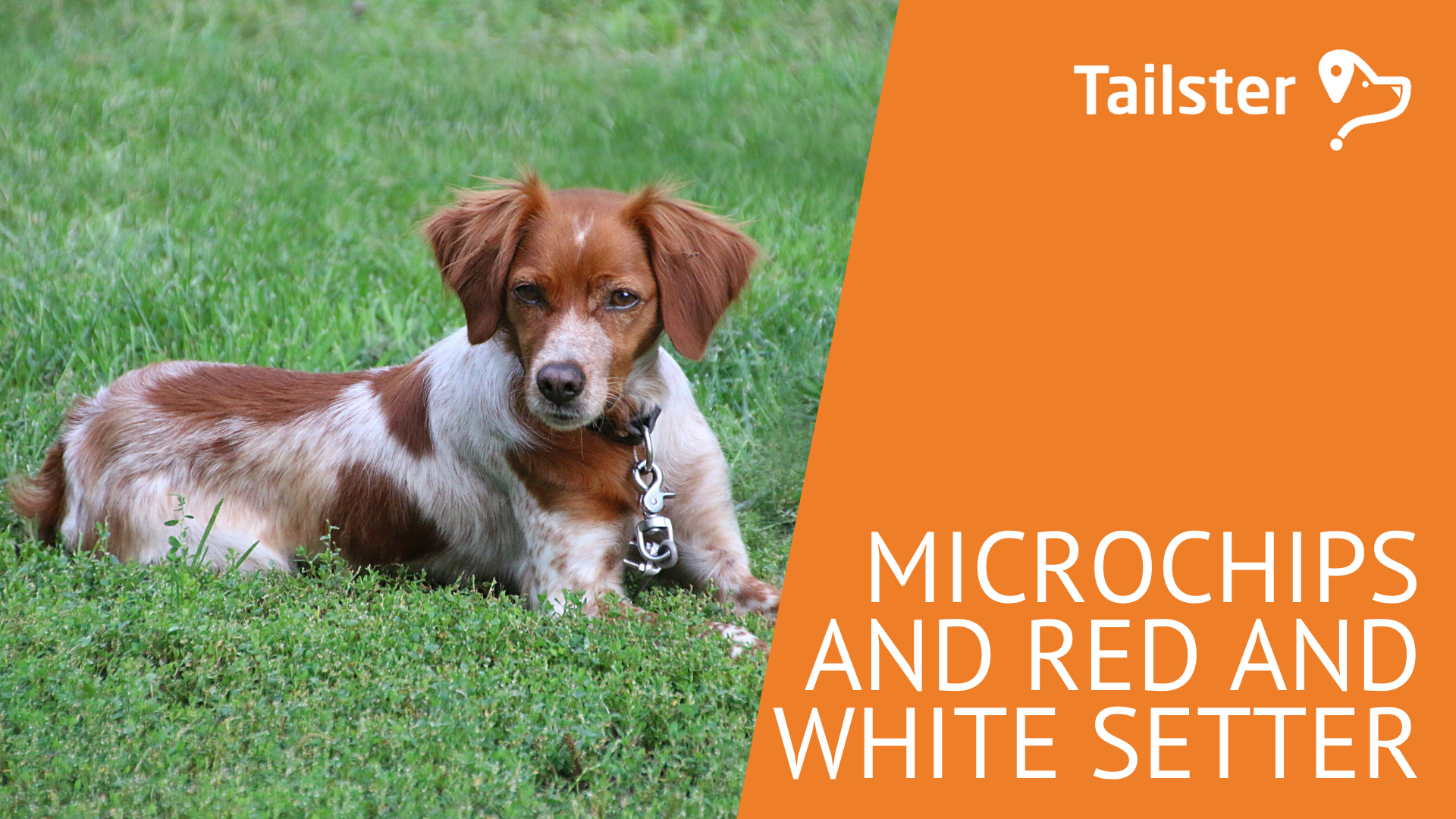 A Guide To Microchips And Your Red And White Setter