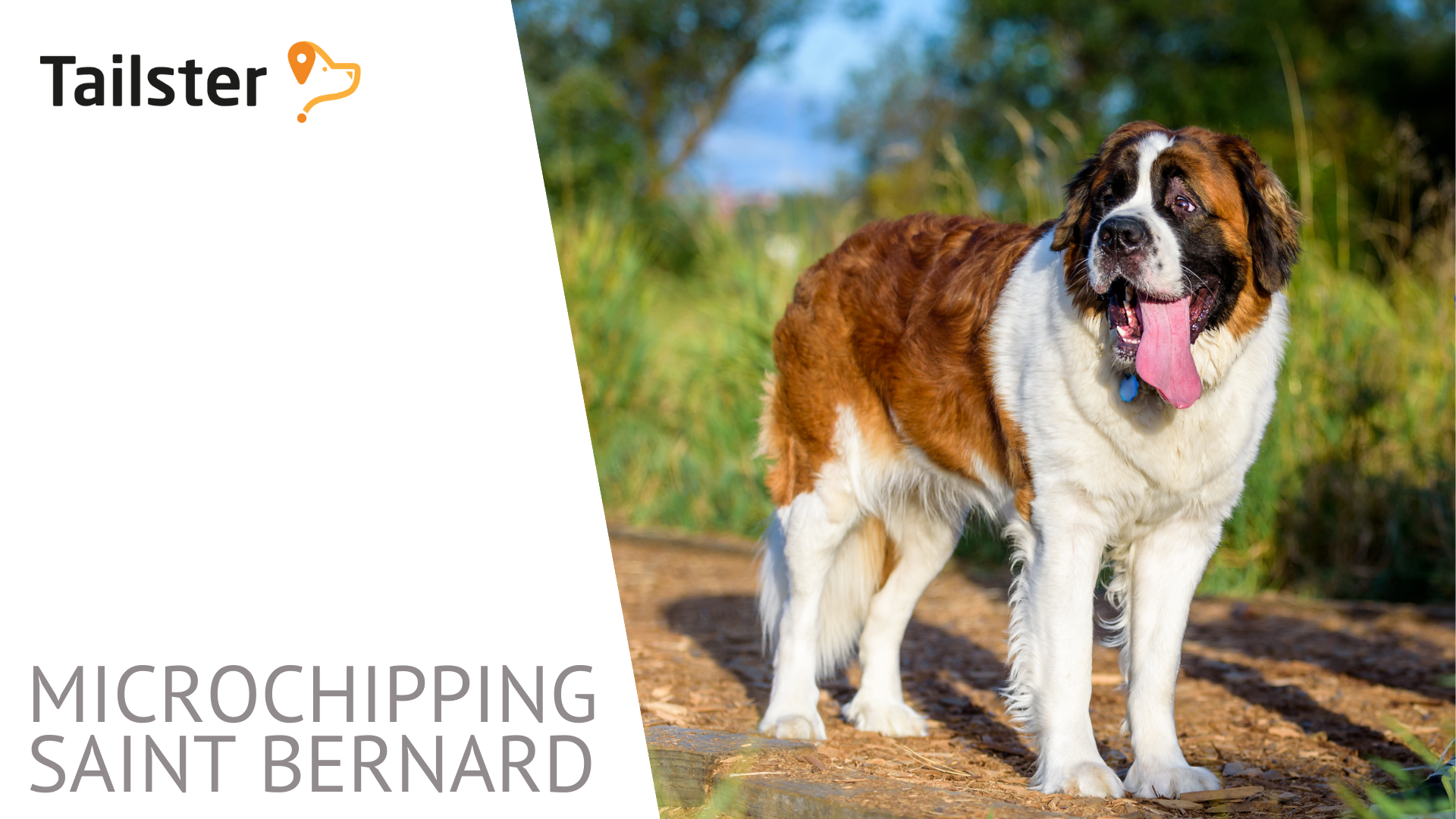 Microchipping And Your Saint Bernard - A Guide