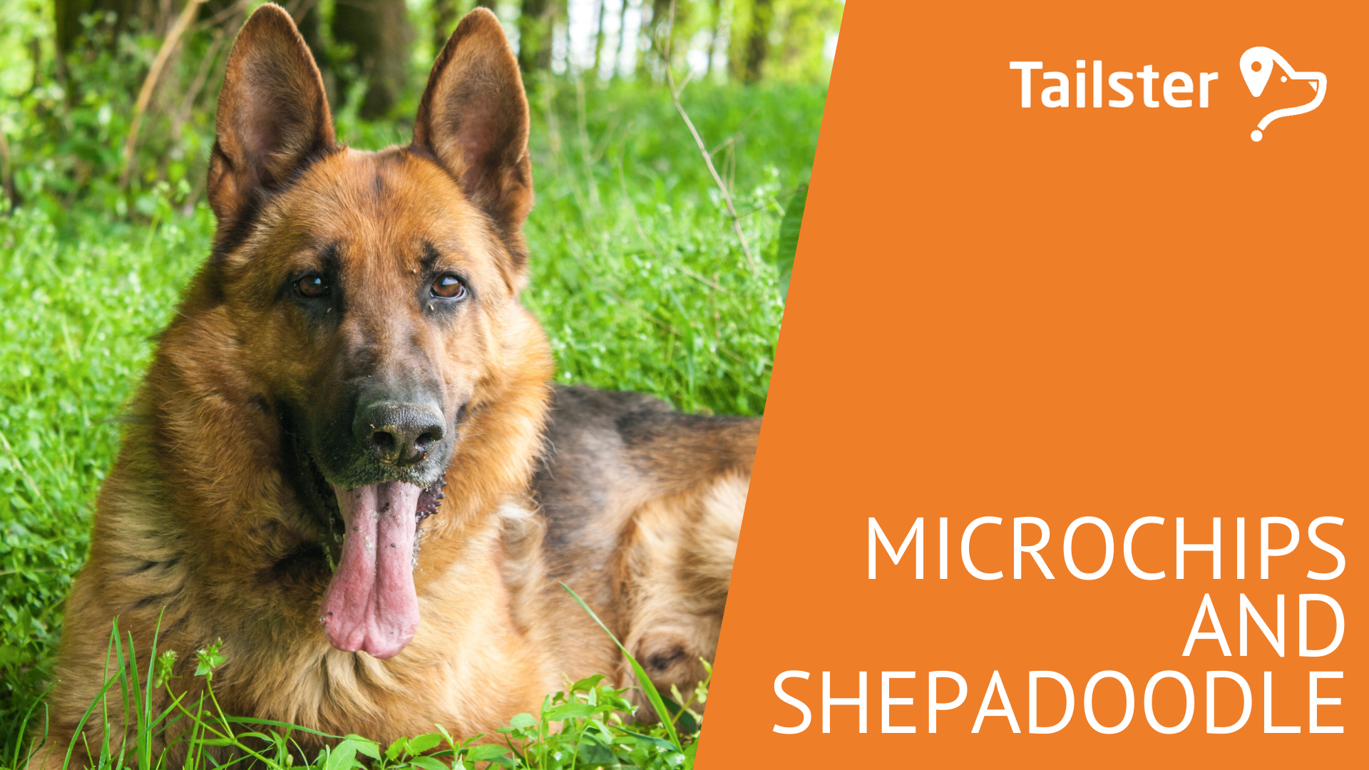 Microchipping And Your Shepadoodle - A Guide