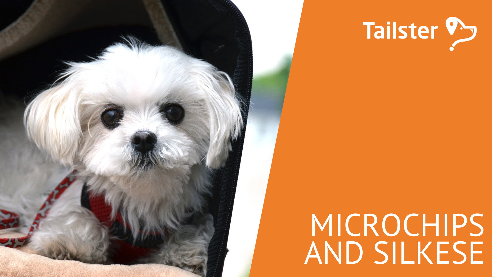 A Guide To Microchips And Your Silkese