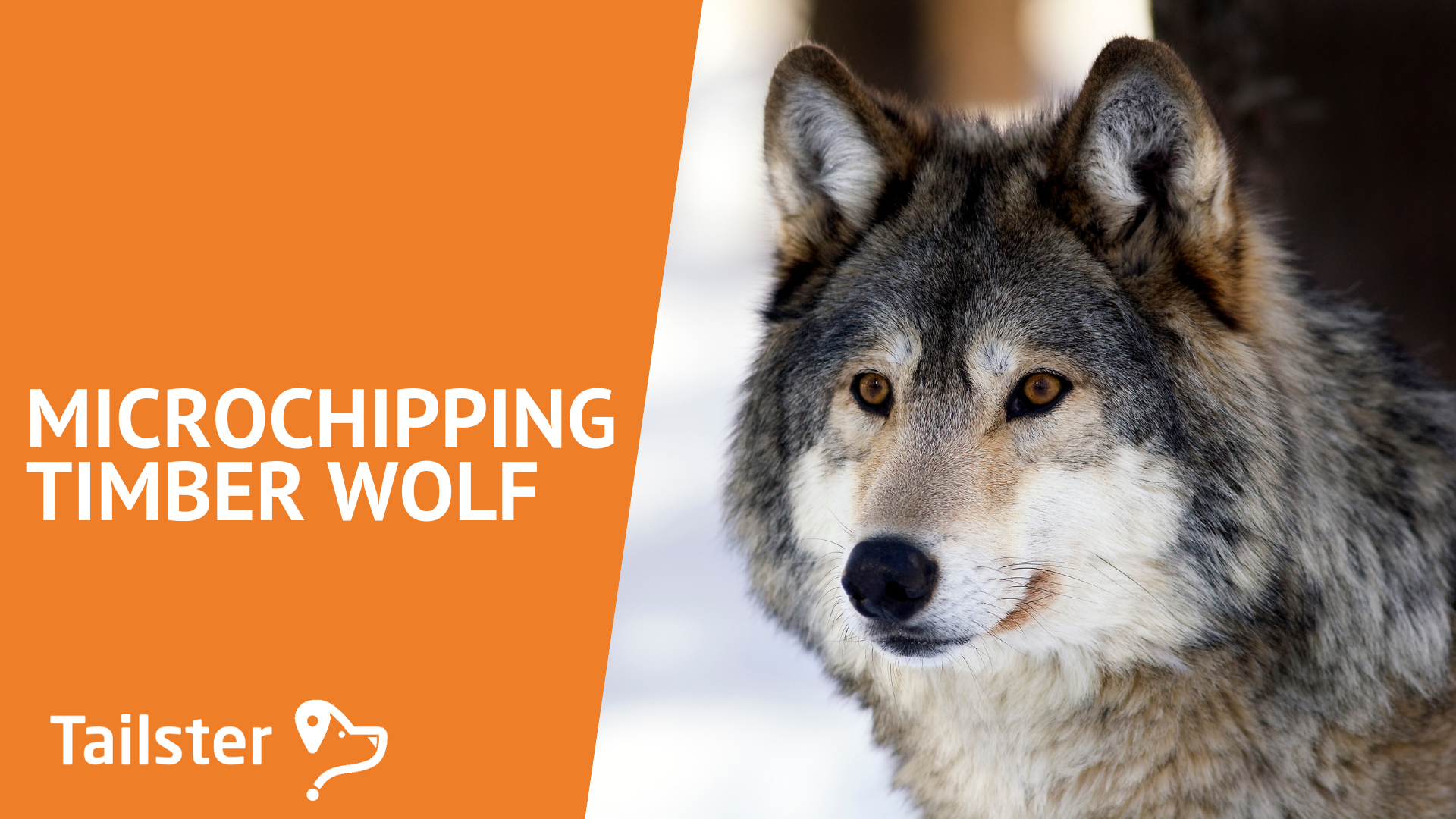 Everything You Need To Know About Microchipping Your Timber Wolf