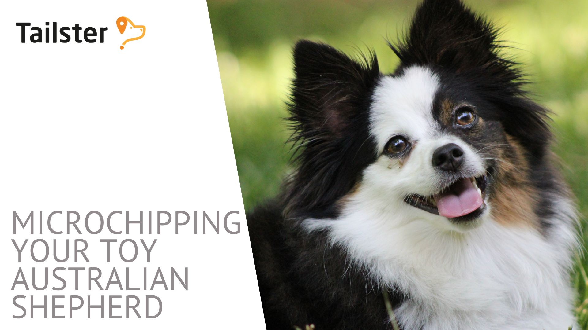 Microchipping Your Toy Australian Shepherd