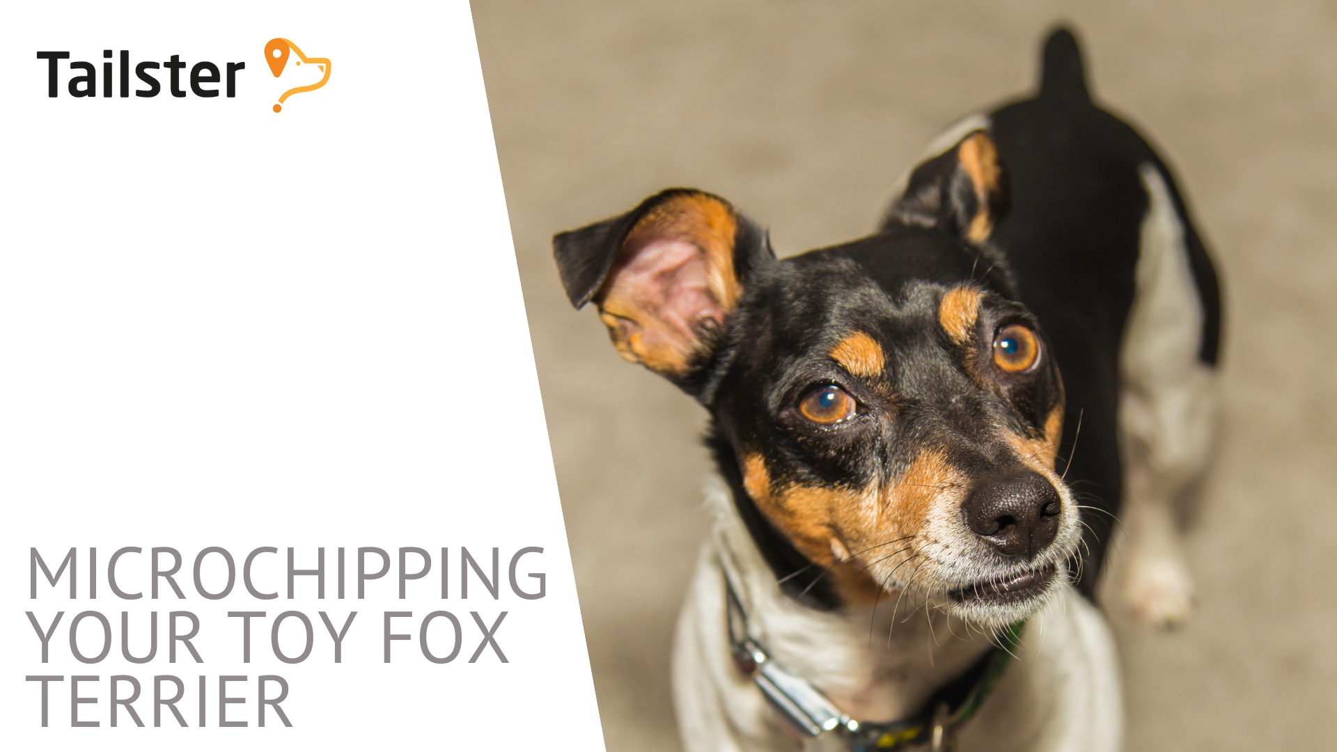 Microchipping And Your Toy Fox Terrier - A Guide