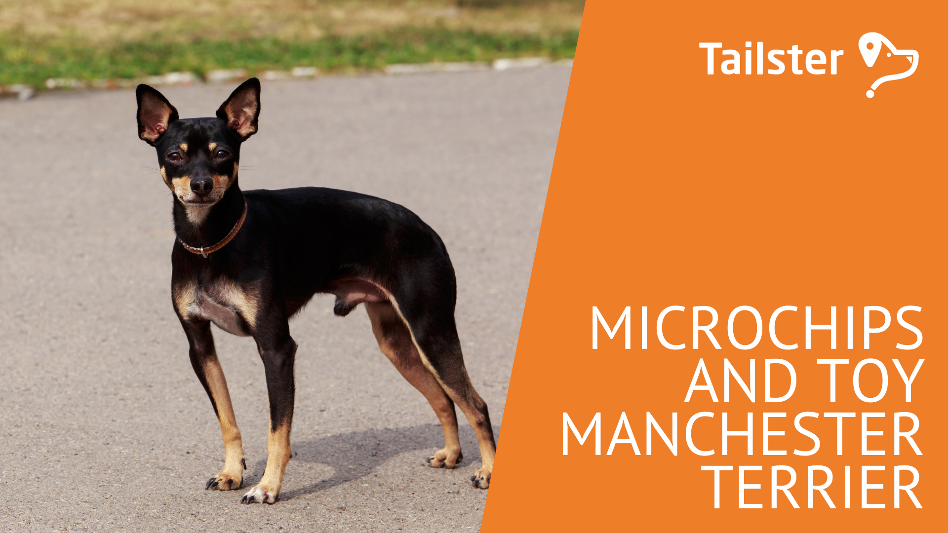 Toy Manchester Terrier