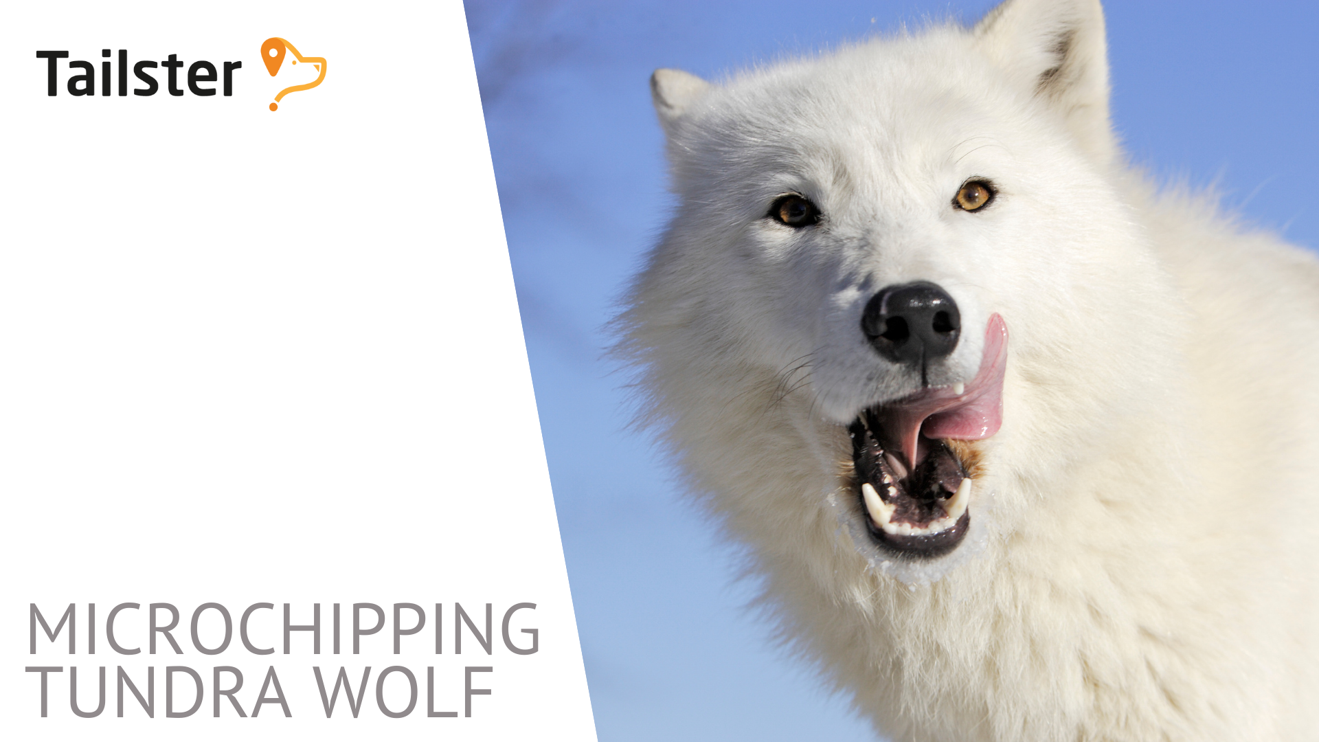 Microchipping And Your Tundra Wolf - A Guide