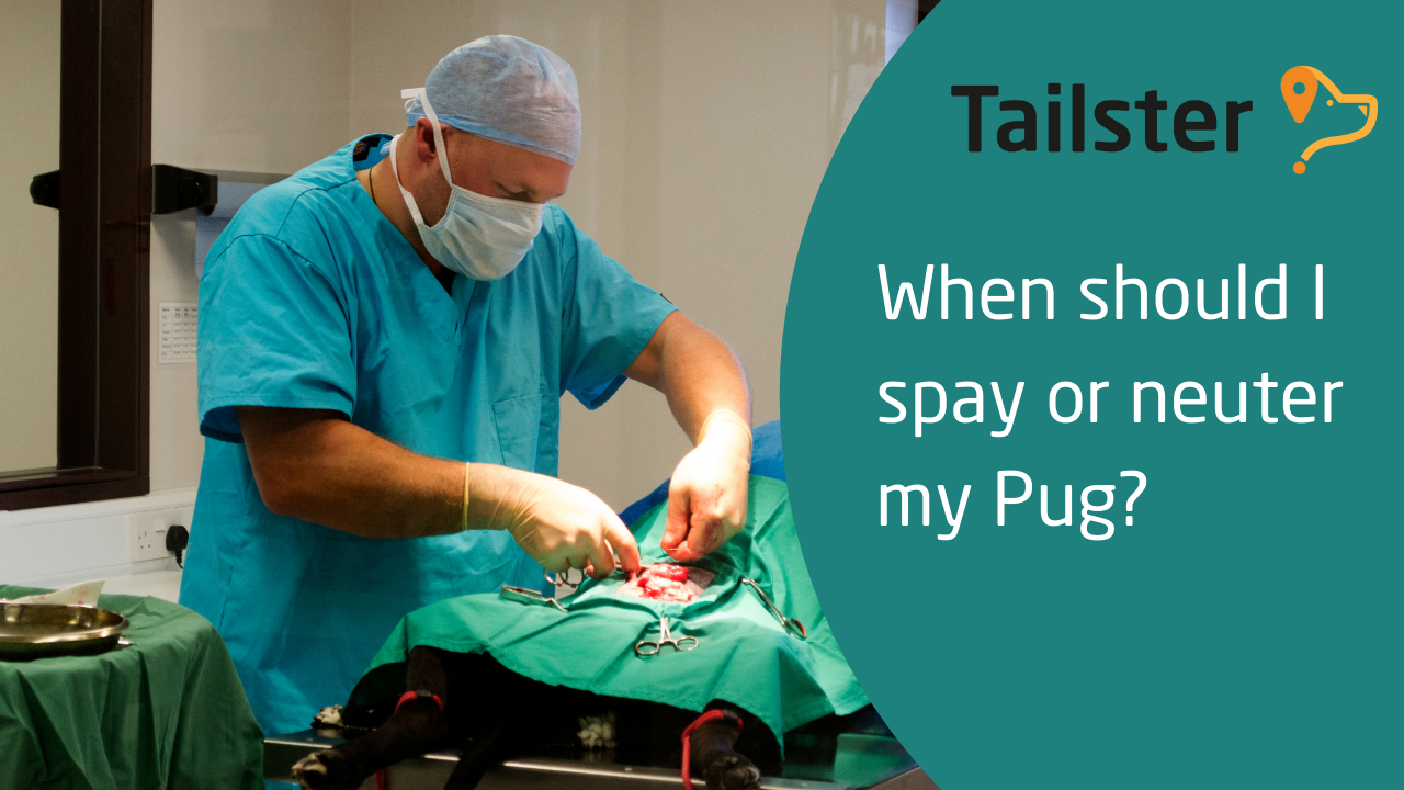 When Should I Spay Or Neuter My Pug?