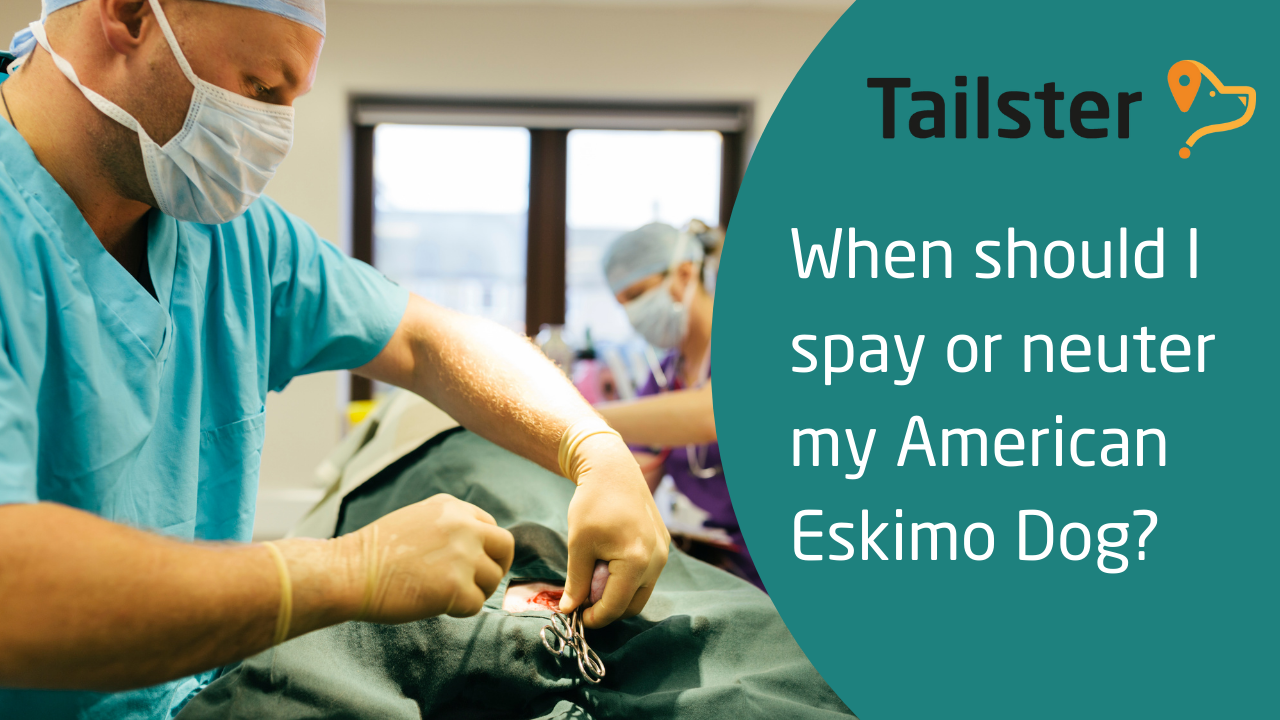 When Should I Spay Or Neuter My American Eskimo Dog?