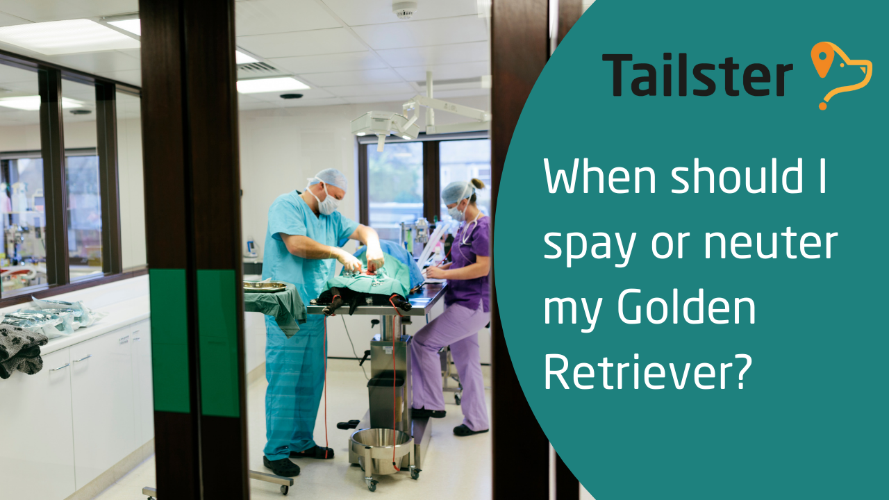 When Should I Spay Or Neuter My Golden Retriever