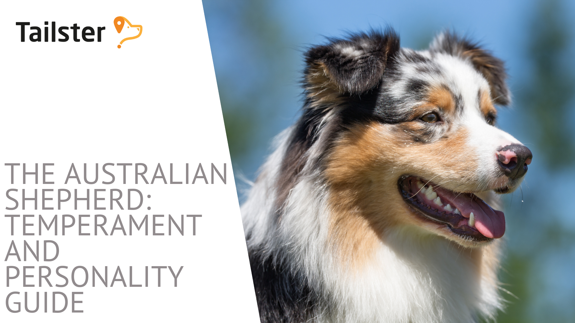 The Australian Shepherd: Temperament And Personality Guide