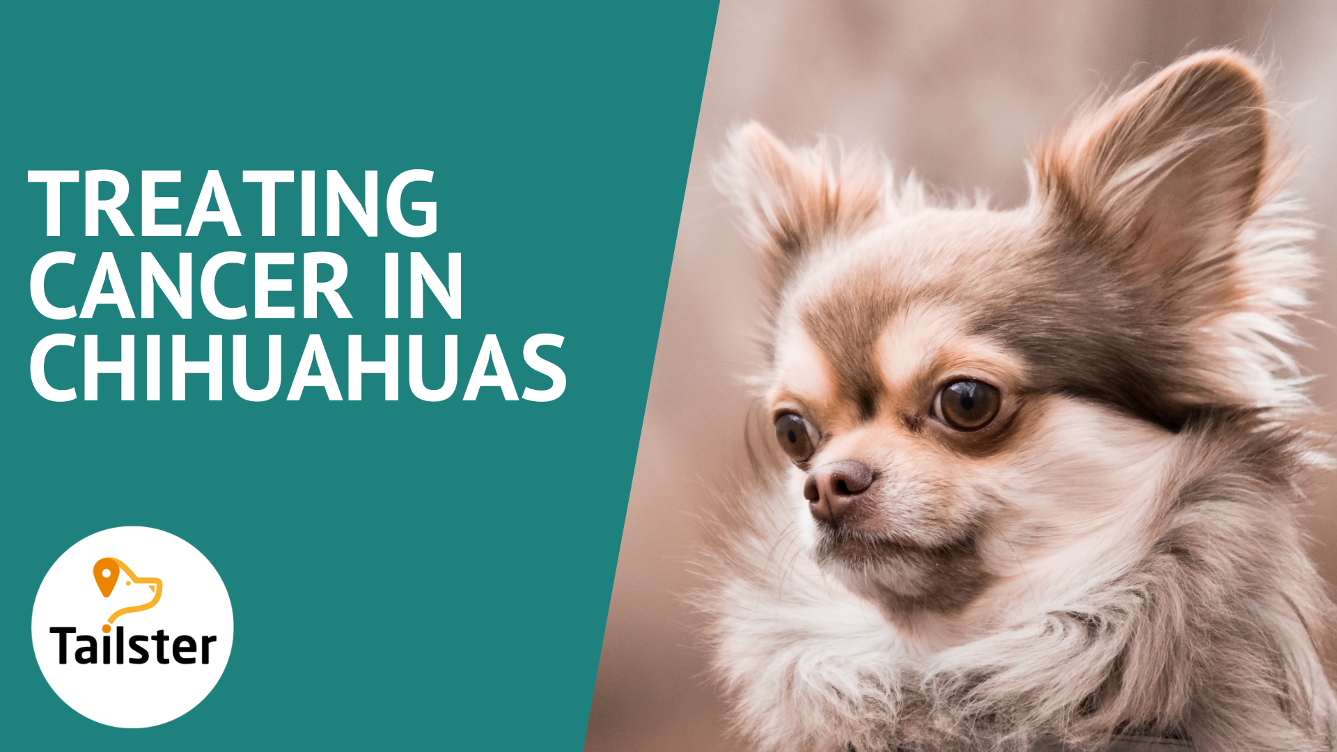 Treating Cancer In Chihuahuas