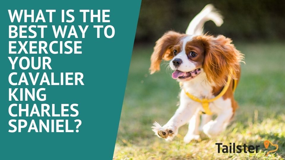 What Is The Best Way To Exercise Your Cavalier King Charles Spaniel?