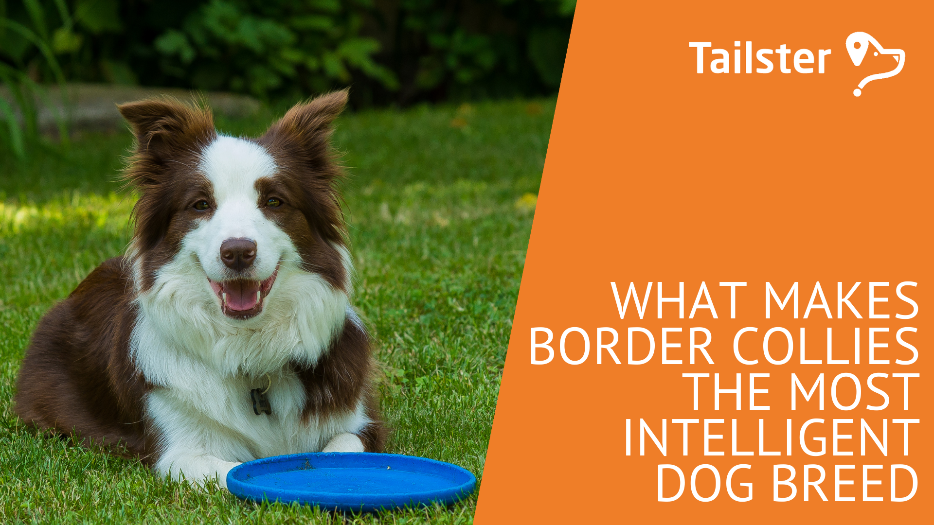 What Makes Border Collies The Most Intelligent Dog Breed
