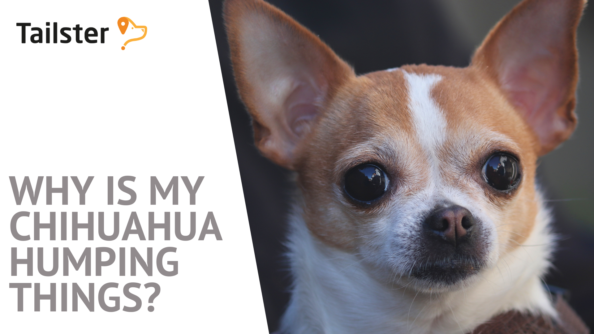 Why Is My Chihuahua Humping Things