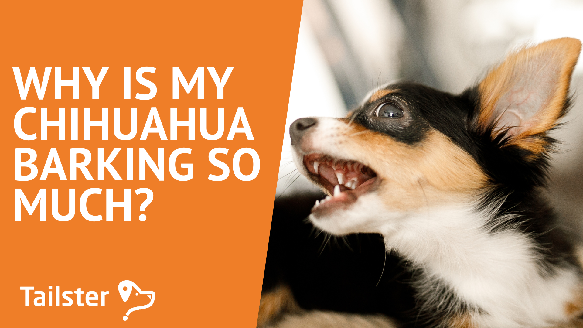Why Is My Chihuahua Barking So Much? Why Is My Chihuahua Barking So Much?