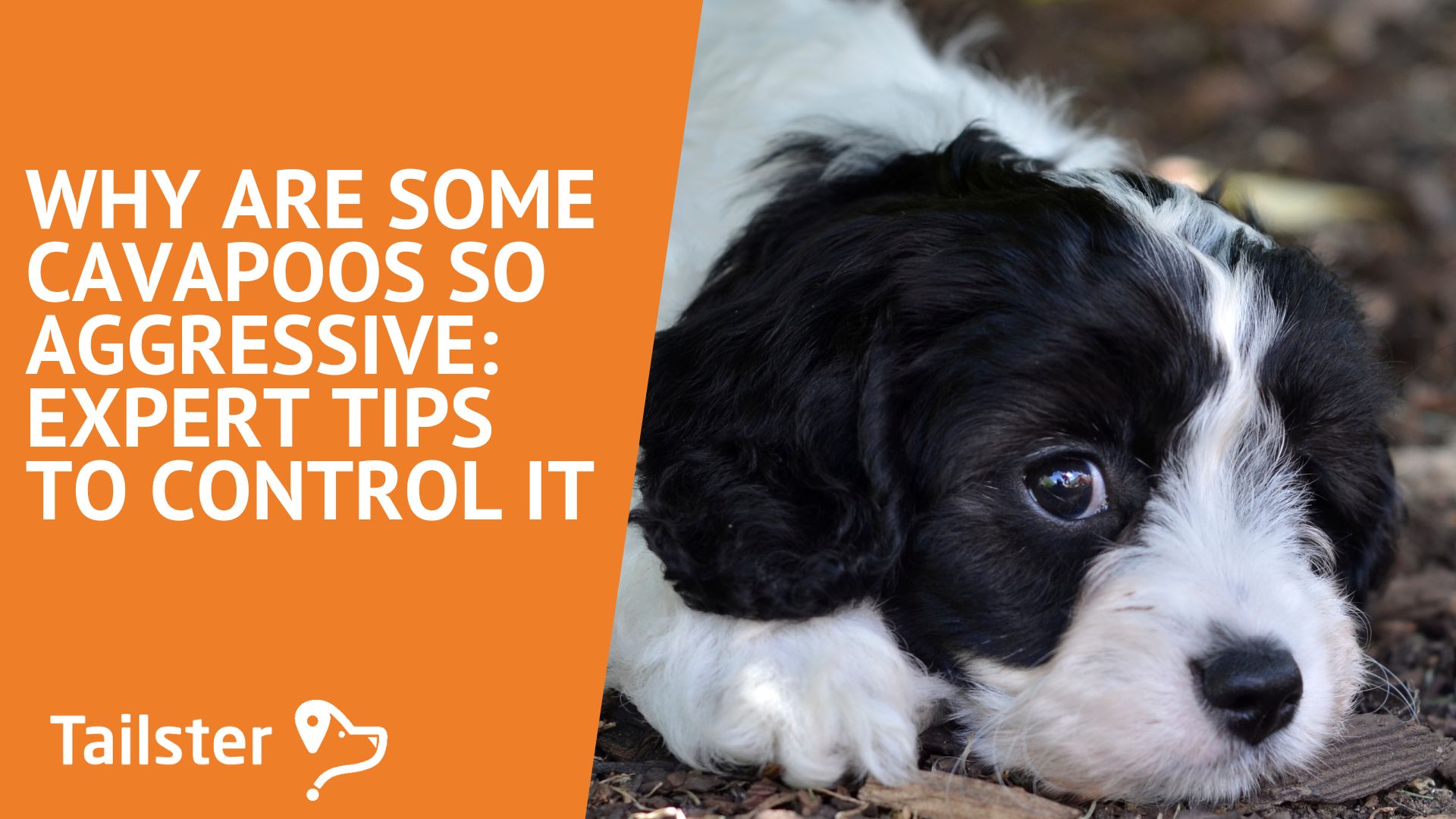 Why Are Some Cavapoos So Aggressive: Expert Tips To Control It