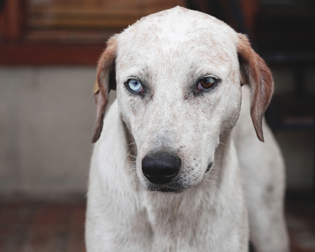 Five Ways You Can Help Build Your Blind Pet's Confidence