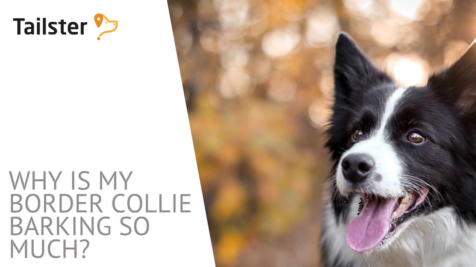 Why Is My Border Collie Barking So Much?