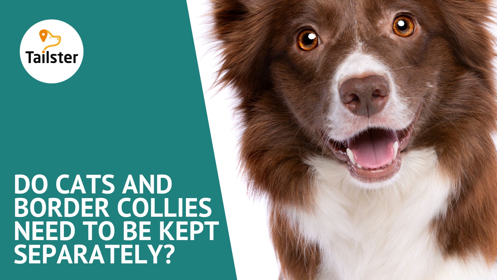 Do Cats And Border Collies Need To Be Kept Separately?