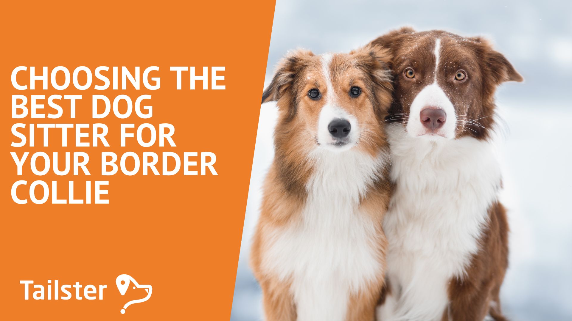 Choosing The Best Dog Sitter For Your Border Collie Choosing The Best Dog Sitter For Your Border Collie