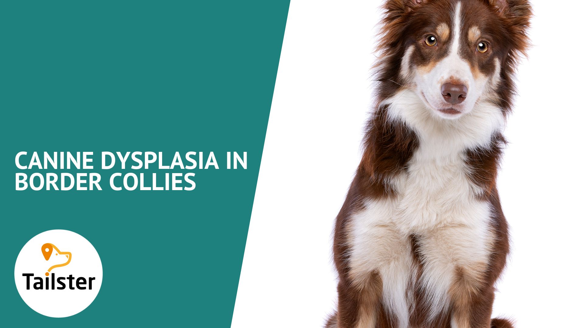 Canine Dysplasia In Border Collies