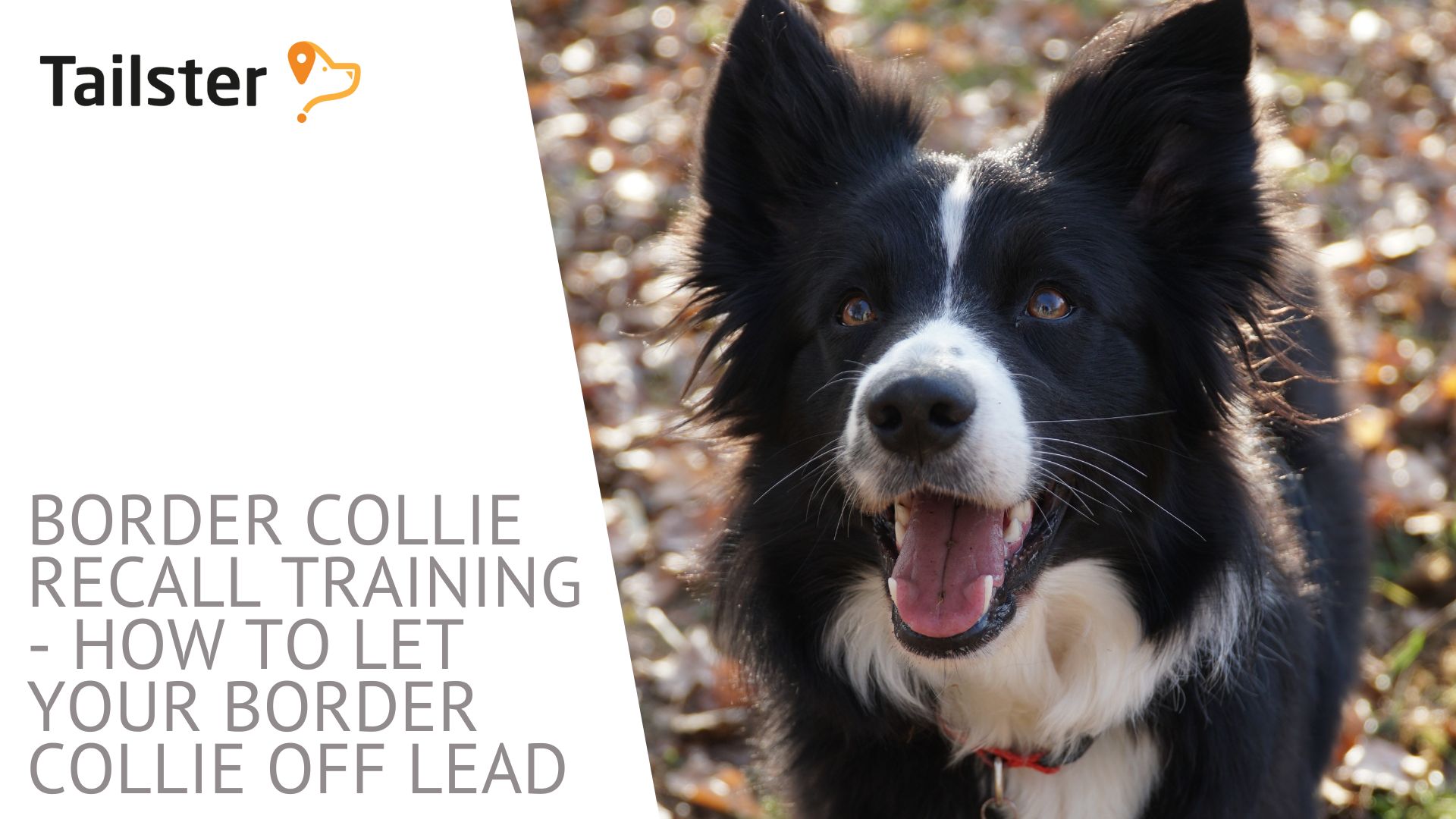 Border Collie Recall Training - How To Let Your Border Collie Off Lead