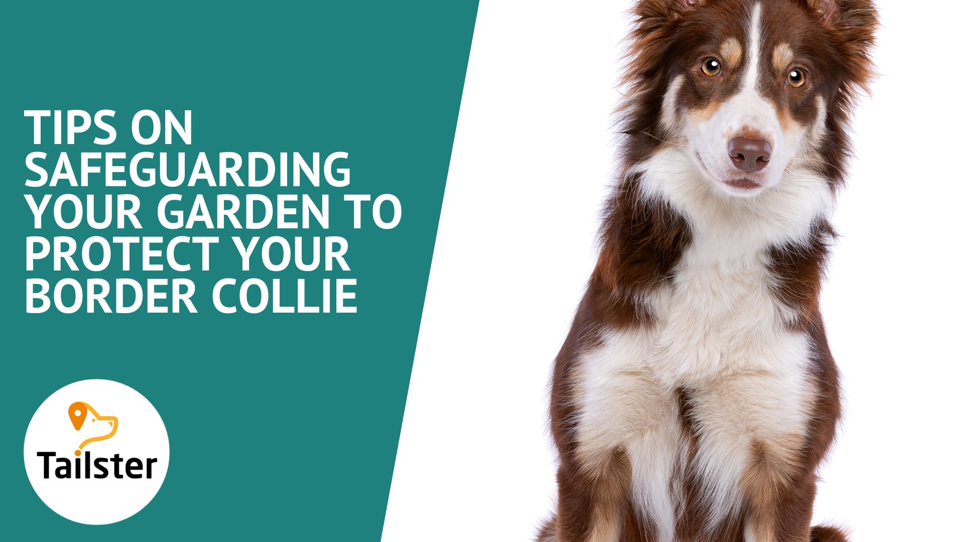 Tips On Safeguarding Your Garden To Protect Your Border Collie